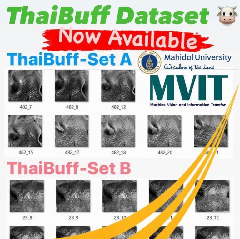Thai Buffalo Dataset – 🐰MVIT Research LAB, Mahidol ICT